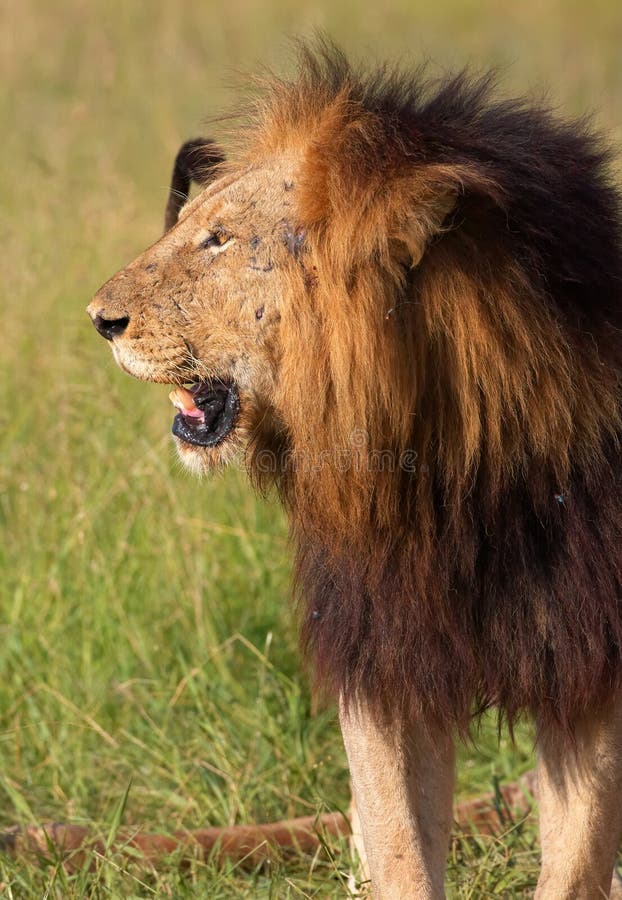 Lion (panthera Lion) Dans La Savane Image stock - Image du bouche ...