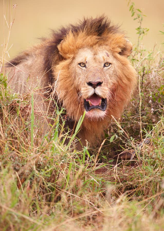 Lion (panthera Lion) Dans La Savane Image stock - Image du nature ...
