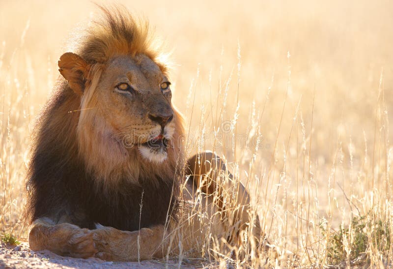 Lion (Panthera Leo) Dans La Savane Photo stock - Image du nature ...