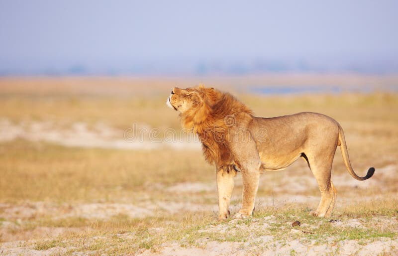 Lion (panthera Lion) Dans La Savane Image stock - Image du botswana ...