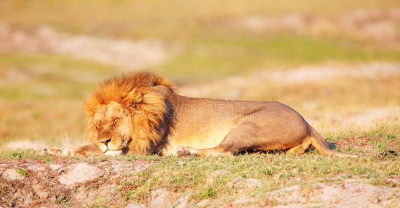 Lion (Panthera Leo) Dans La Savane Photo stock - Image du nature ...