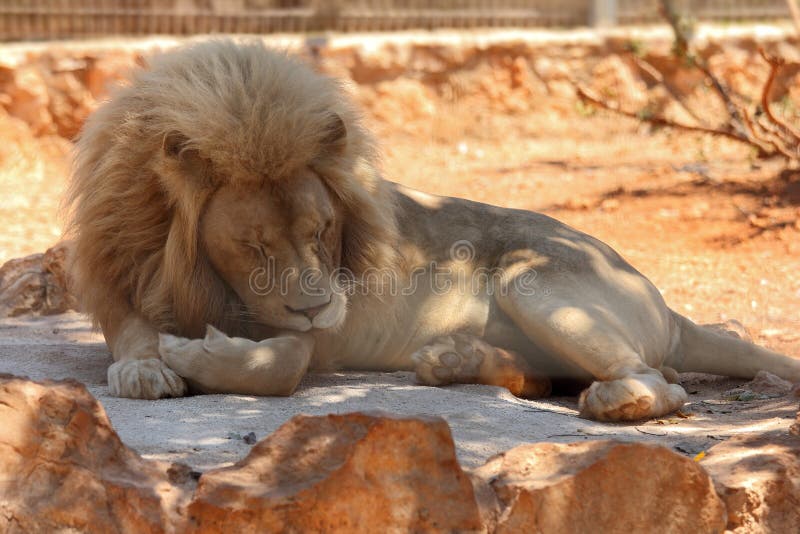Lion in the Paphos Zoo. Cyprus. Paphos. Stock Image - Image of killer ...