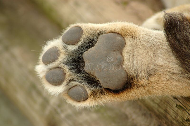24+ Lion cub paw Free Stock Photos - StockFreeImages