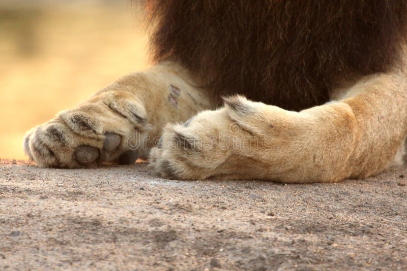 Lion paw stock image. Image of five, nature, attack, wildlife - 5570409