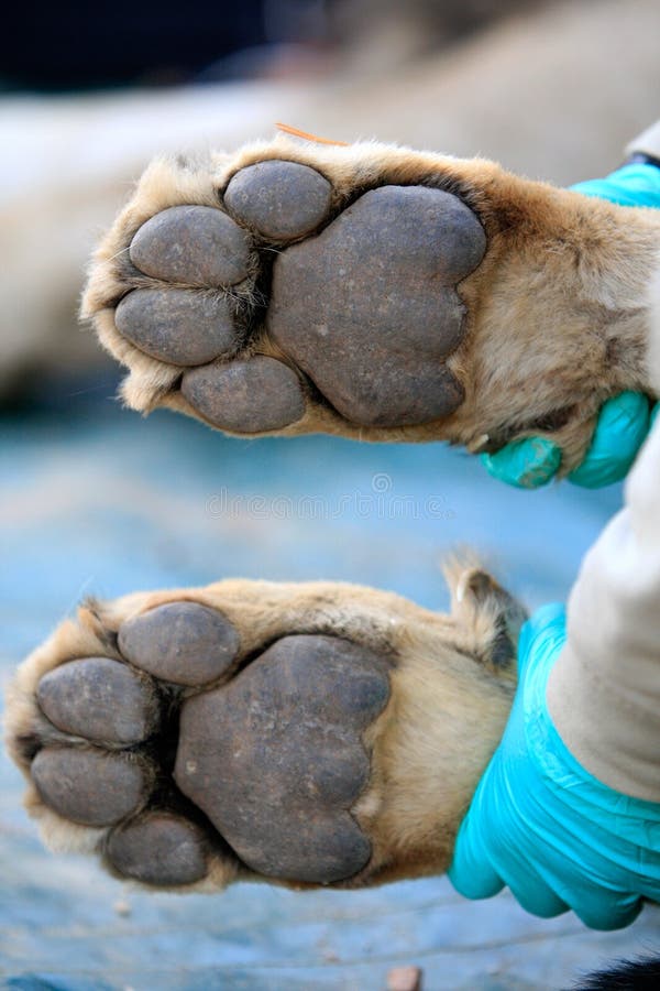 Lion paws stock photo. Image of light, paws, hands, outdoors - 22418812