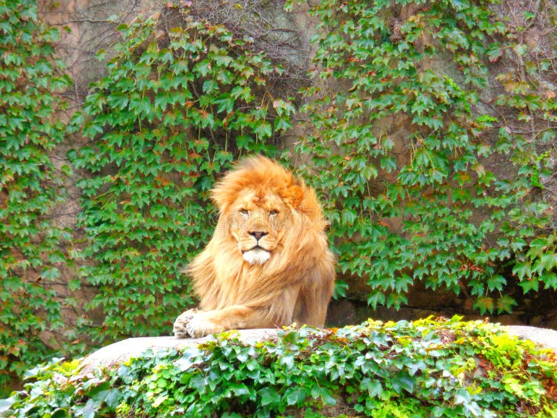 2,964 Calm Lion Stock Photos - Free & Royalty-Free Stock Photos from ...