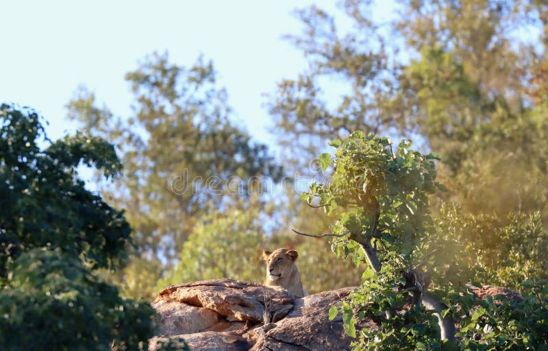 Lion Peeking from Behind Rocks in a Forested Area Under the Bright ...