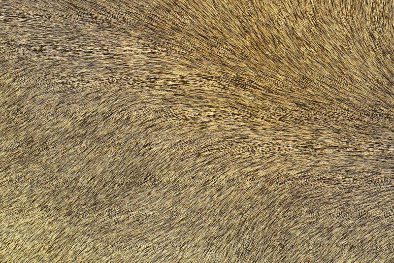 Lion pelt texture stock photo. Image of nature, coat - 94919658