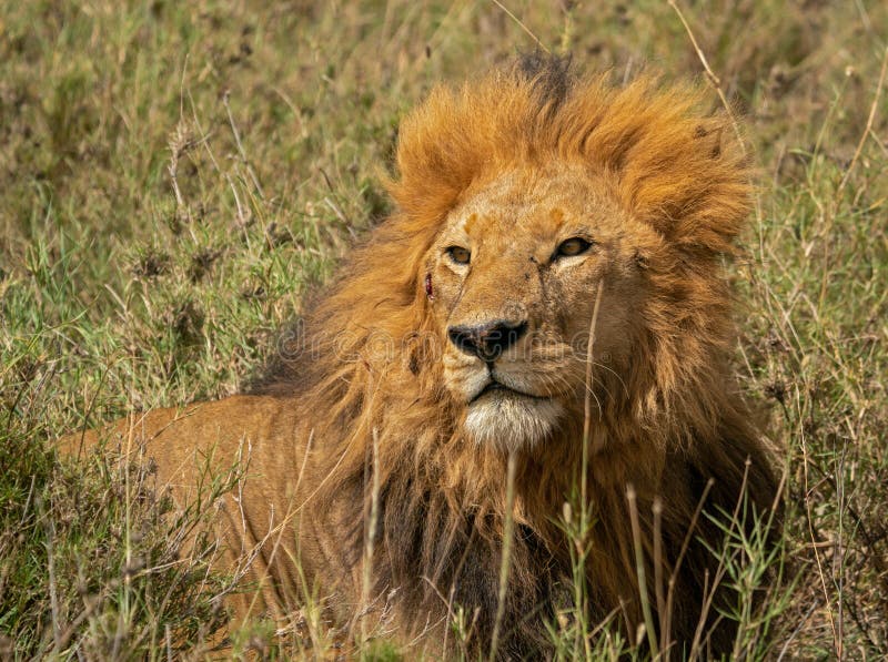 Lion on the Plains of Serengeti Savannah Stock Image - Image of animals ...