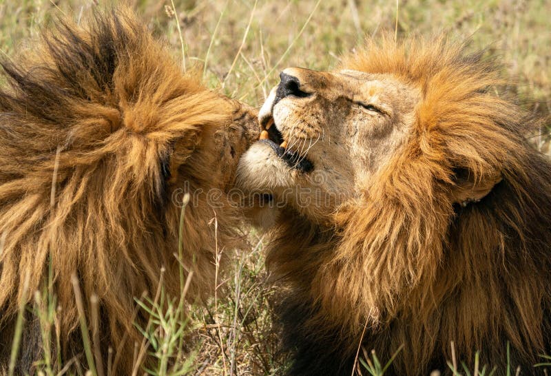Lion on the Plains of Serengeti Savannah Stock Image - Image of wild ...