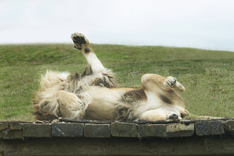 Lion Playfully Rolling Around Stock Foto - Image of safari, speels ...