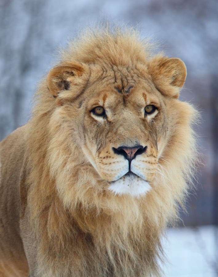 Lion portrait stock photo. Image of thinking, nature - 10072964