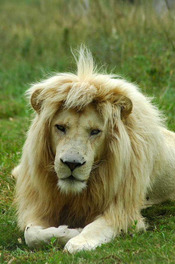 Grumpy Lion Standing on a Wooden Platform Stock Photo - Image of lion ...