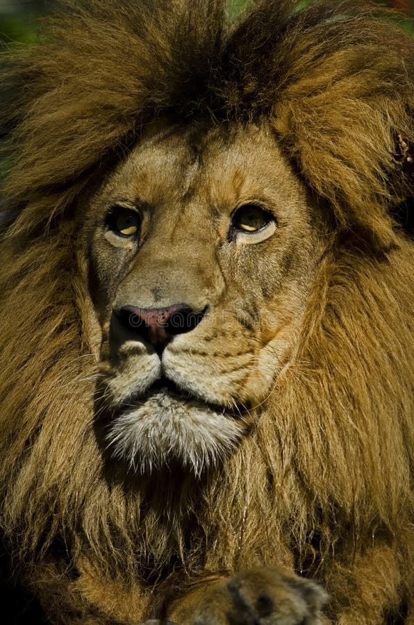 Lion Portrait Picture. Image: 21631515