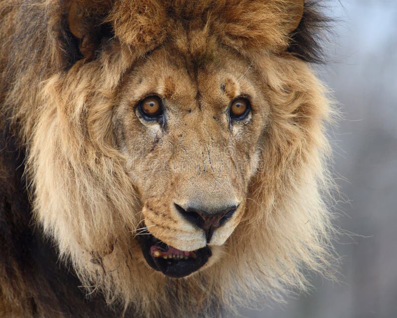 Lion portrait stock photo. Image of wildlife, animal, wild - 5172358