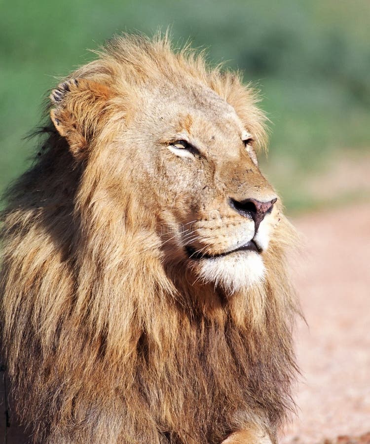 1,058 Smiling Lion Stock Photos - Free & Royalty-Free Stock Photos from ...