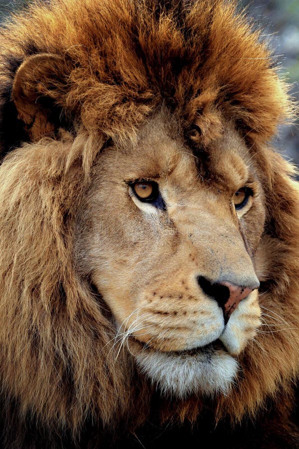 Lion portrait stock image. Image of carnivore, closeup - 37102969