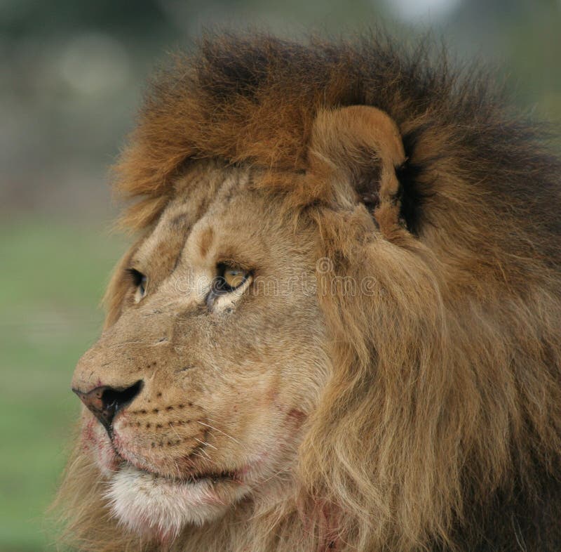 Lion portrait stock image. Image of stare, nature, maleanimal - 39736759