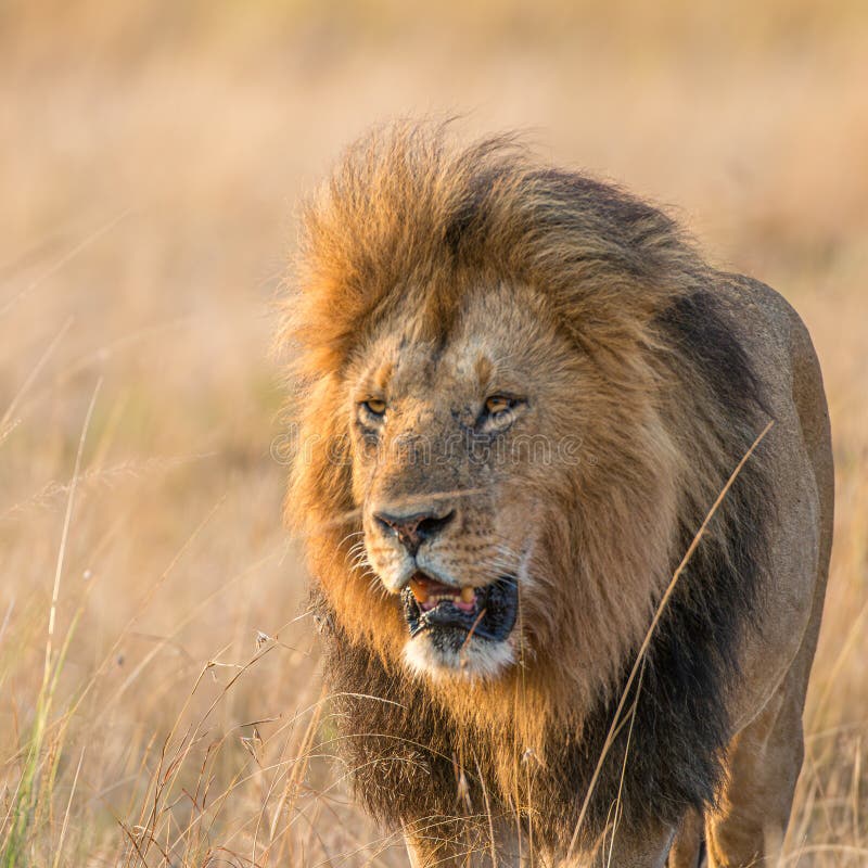 Male Lion Hunting on the Masai Mara Stock Photo - Image of face ...