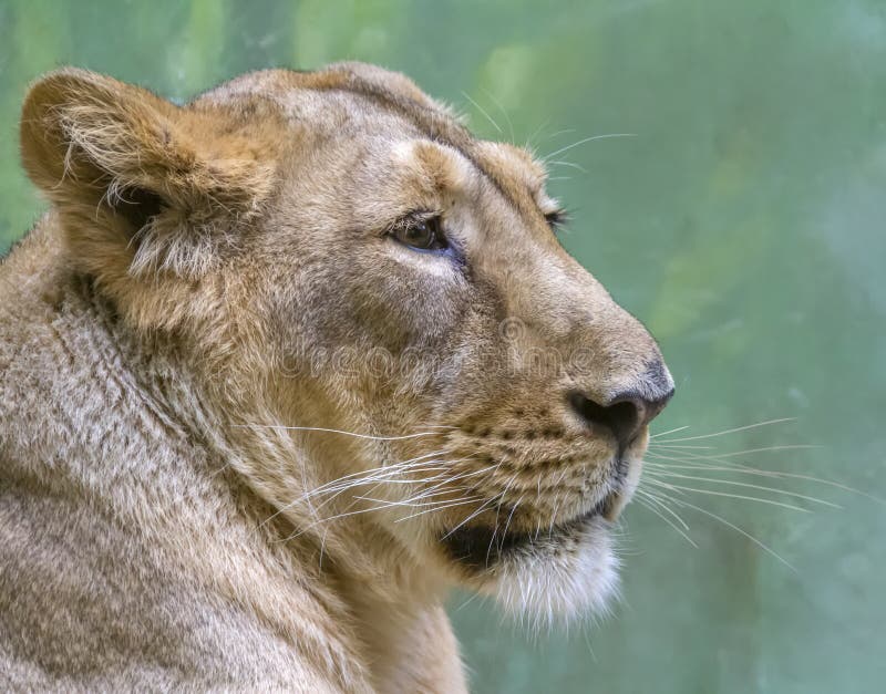 Female Lion Head Stock Images - Download 4,447 Royalty Free Photos