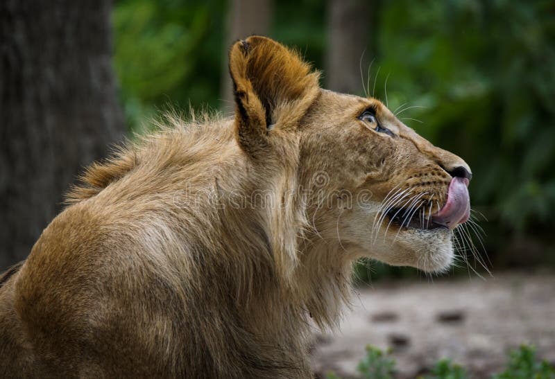 Lion Male Licking Its Lips Stock Photos - Free & Royalty-Free Stock ...