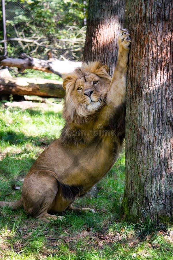 A Lion Poses Leaning Against a Tree in the Forest. Dangerous Animal ... A Lion Poses Leaning Against a Tree in the Forest. Dangerous Animal ...