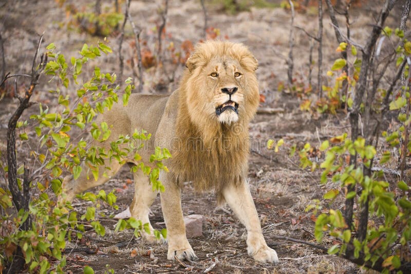 Lion Power stock photo. Image of mane, hairy, horizontal - 10794308