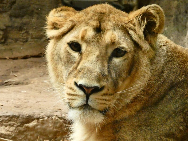 523 Lion Inside House Stock Photos - Free & Royalty-Free Stock Photos ...