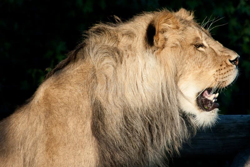 Lion Profile stock image. Image of male, panthera, animal - 10573453