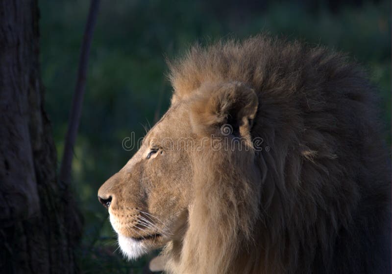 Lion in profile stock image. Image of king, mane, powerful - 12155267