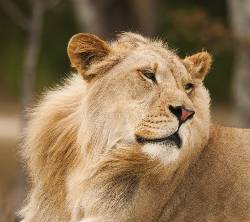 2,756 Lion Head Profile Stock Photos - Free & Royalty-Free Stock Photos ...