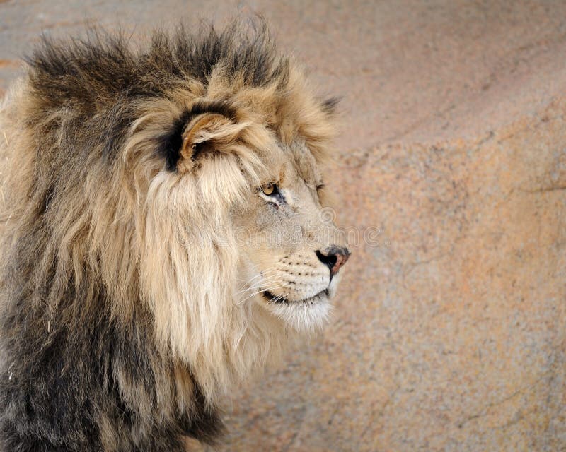 Lion profile stock image. Image of carnivore, african - 17667793