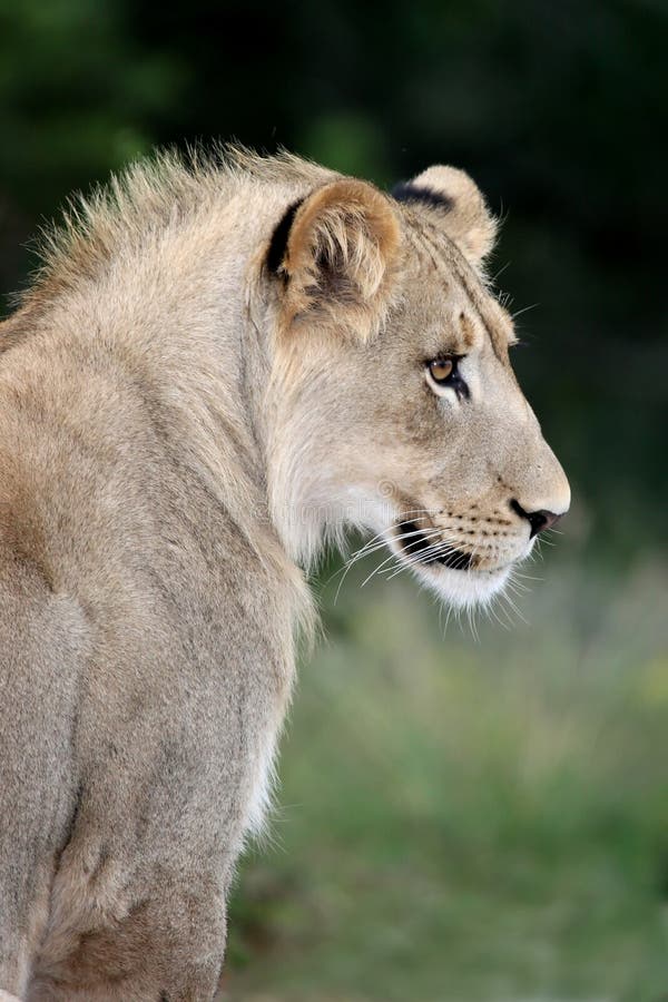 Profile View Of A Lion King Of The Wild Stock Image - Image of ...