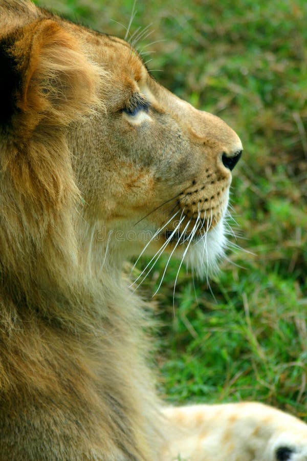 Lion profile stock photo. Image of wildlife, safari, africa - 3290074