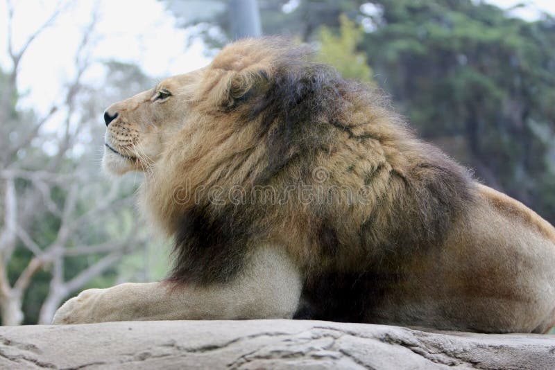 Lion Profile stock image. Image of alert, carnivore, attack - 7706627