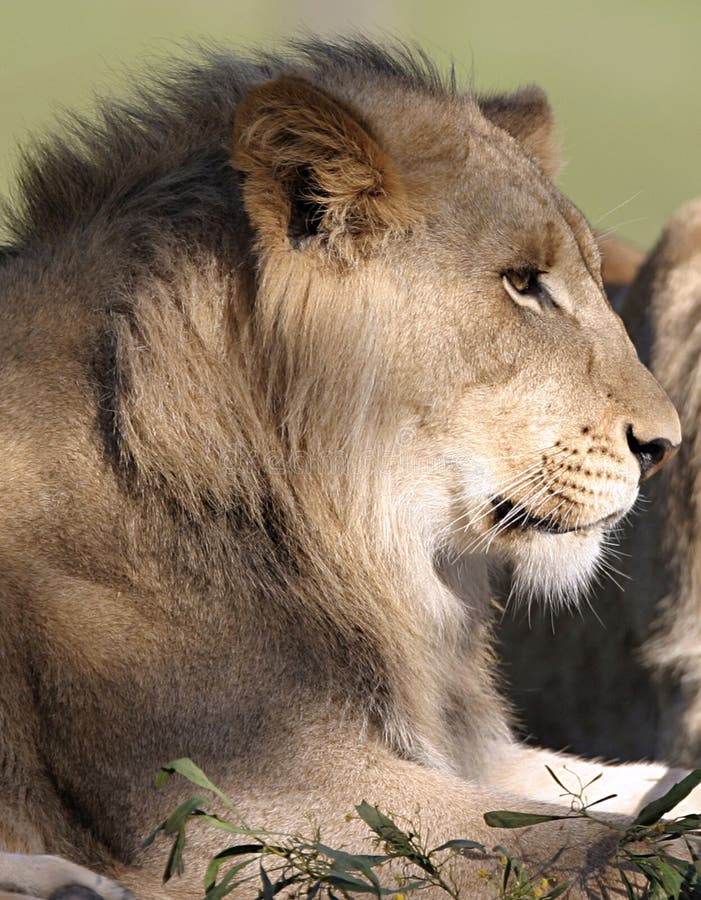 Free Travel (Africa) pictures, photos & images - Royalty-Free and ...