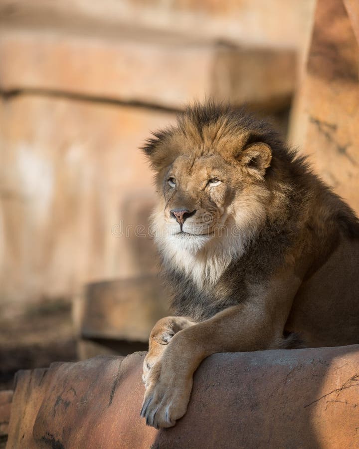 Lion profile stock image. Image of carnivore, african - 17667793