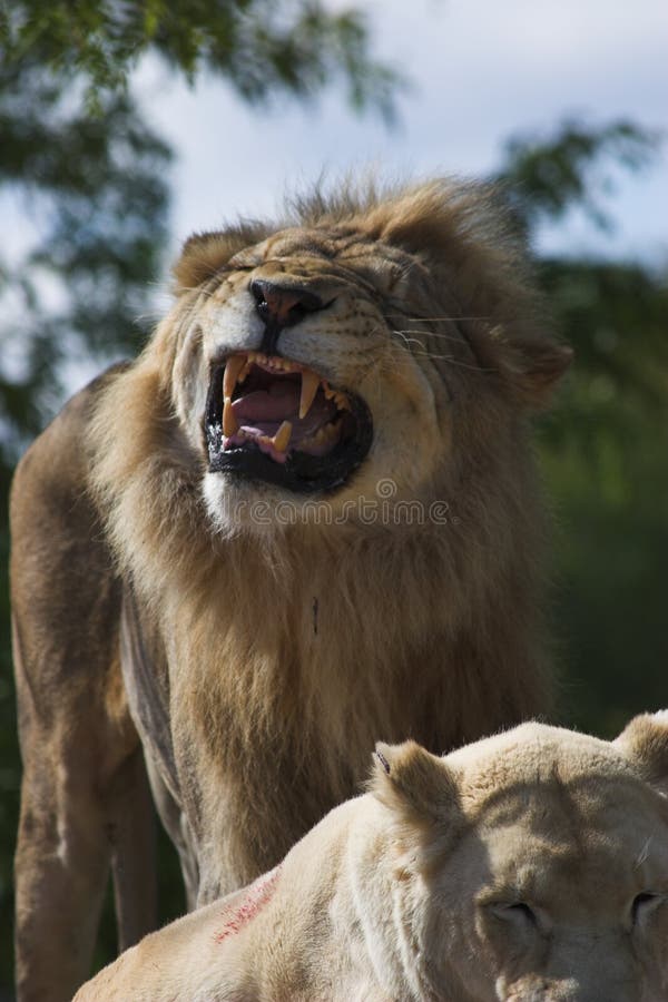 Lion Protecting His Territory Stock Photo - Image of roaring, nature ...