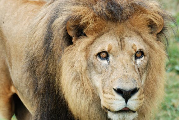 Lion on the Prowl stock photo. Image of male, animal - 11331000