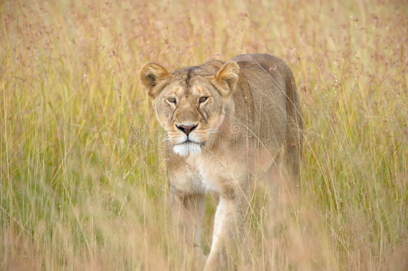 Prowling Lion Images - Download 530 Royalty Free Photos - Page 2