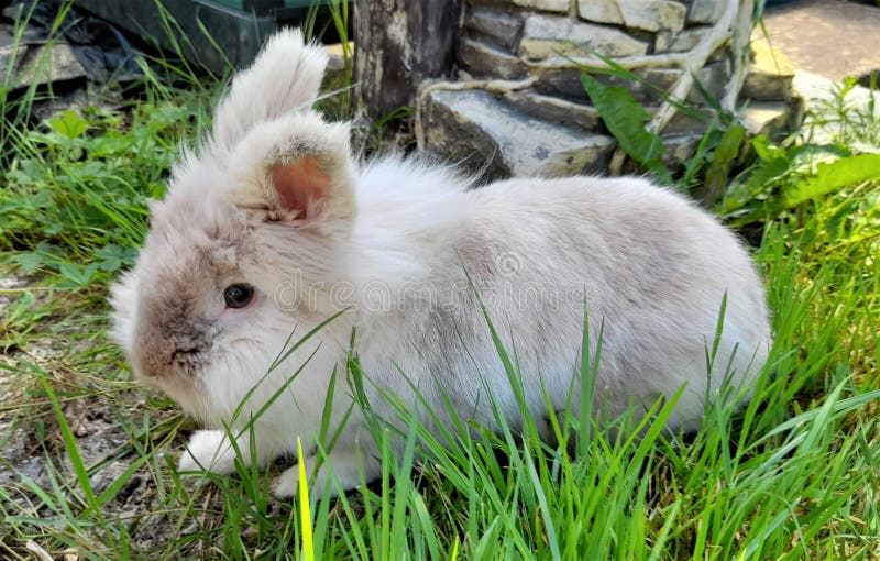 The Lion Rabbit stock image. Image of lion, grass, relaxing - 290273991