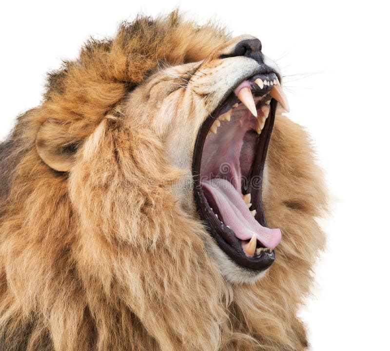 Furious lion stock photo. Image of angry, emotion, energy - 131624378