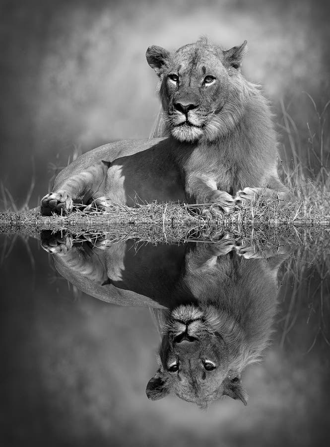Cat With Lion Reflection In Mirror Stock Photo - Image of space ...