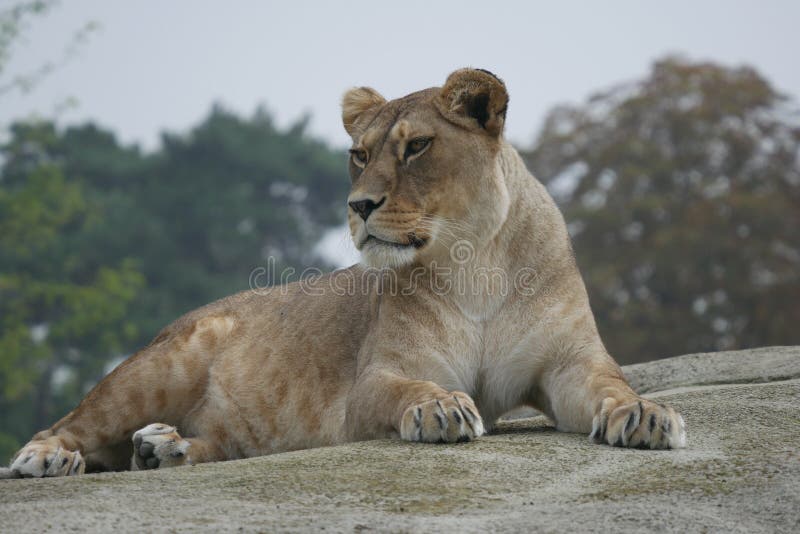 Lion relax stock photo. Image of wildnnature, wildlife - 108398378