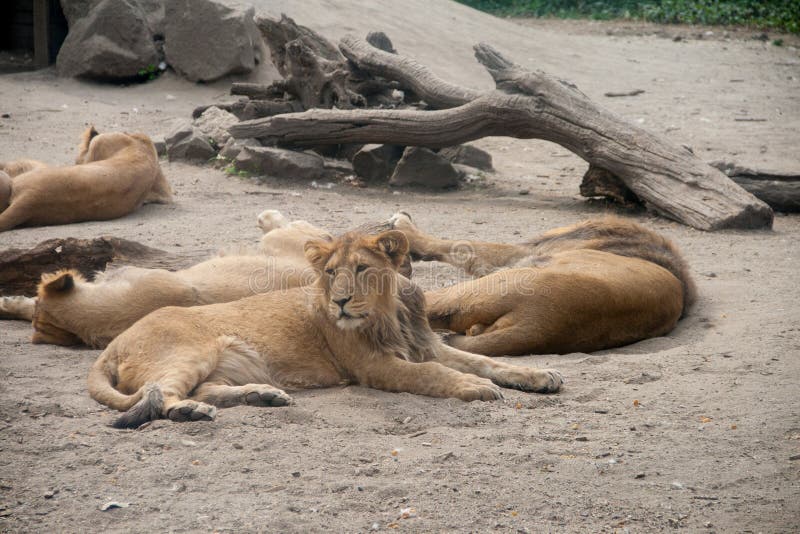 Lion at rest stock photo. Image of carnivore, bali, selective - 50318190