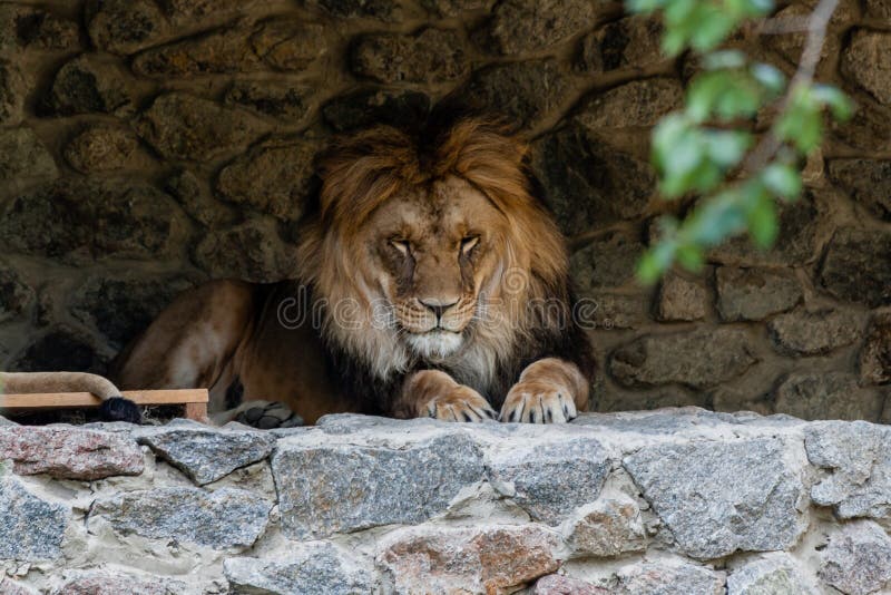 Lion resting from the heat stock image. Image of animals - 94086251