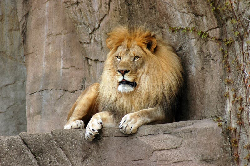 Lion Resting on a Rock Ledge at Brookfield Zoo Stock Image - Image of ...