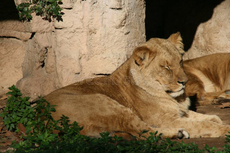 Lion resting in the sun stock photo. Image of december - 202089656