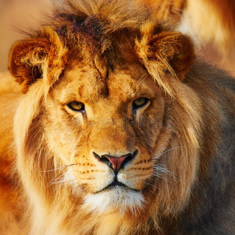 Lion resting in the sun stock photo. Image of savanna - 50869970