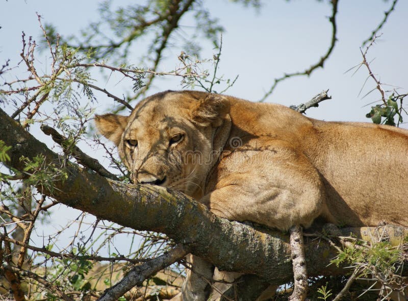 Lion resting on a tree stock image. Image of nature, relaxation - 22605531